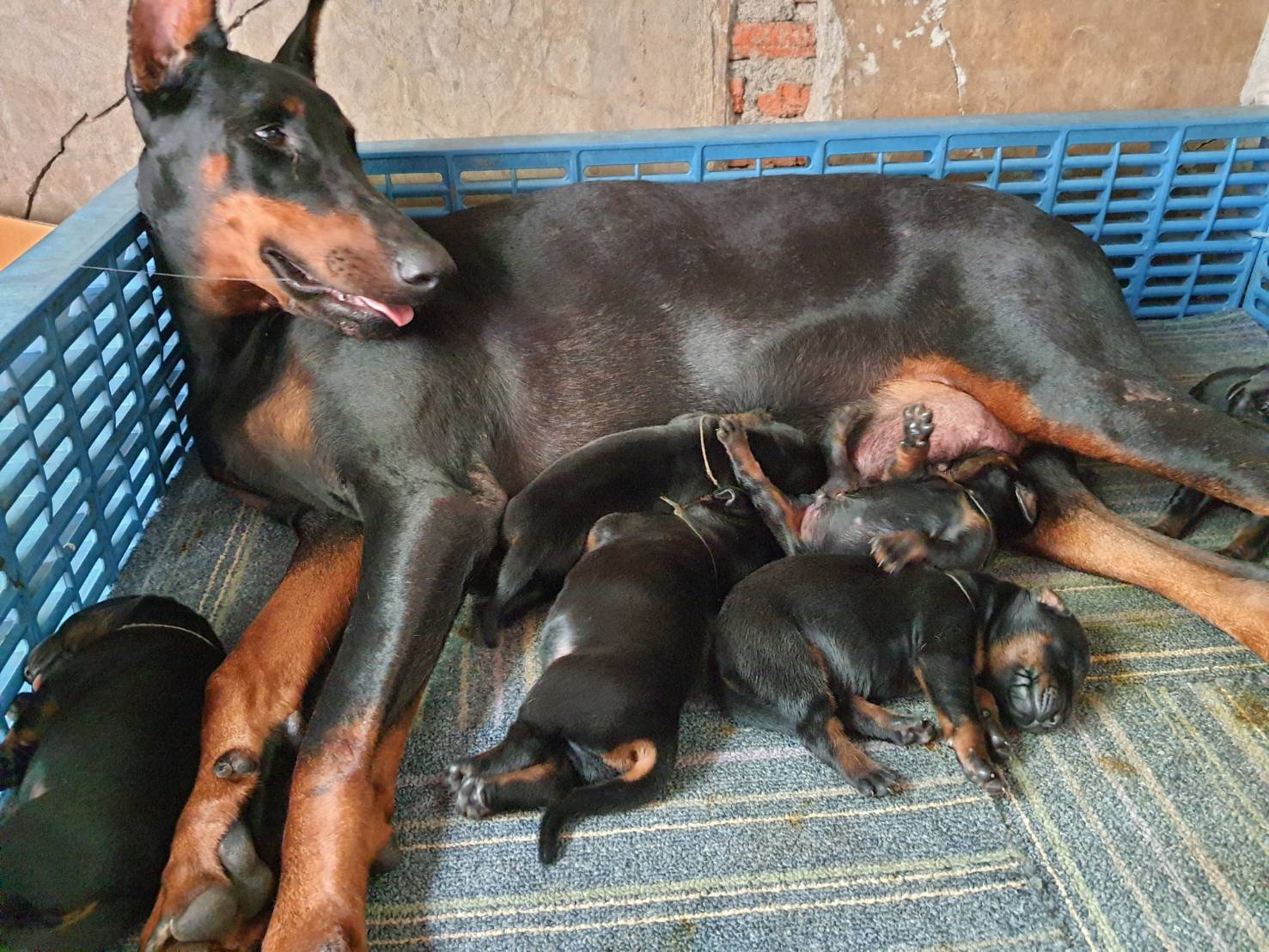 Dobermann Kennel "Donmoon".....We breed absolute European bloodline for The Total Dobermann ...